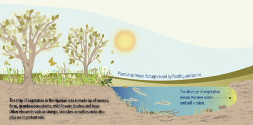 Riparian Zone Improvements | Southeastern Anglers Association
